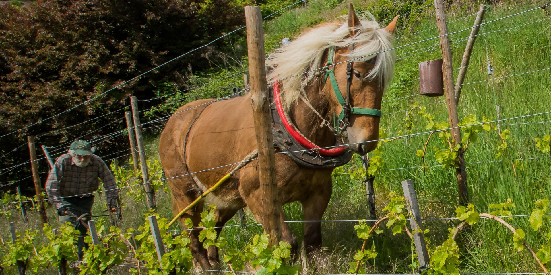 Dirler-Cadé | Mulhouse Tourist Office
